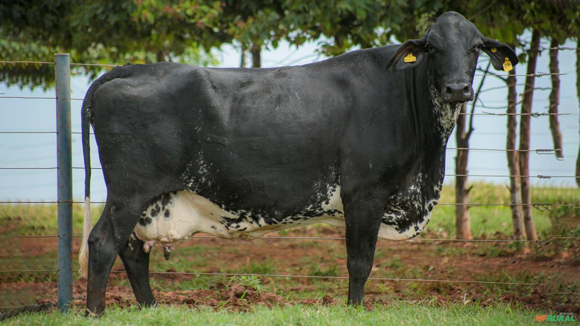 Venda de Vacas Prenhas Girolando em Monte Aprazível SP à venda. 675505