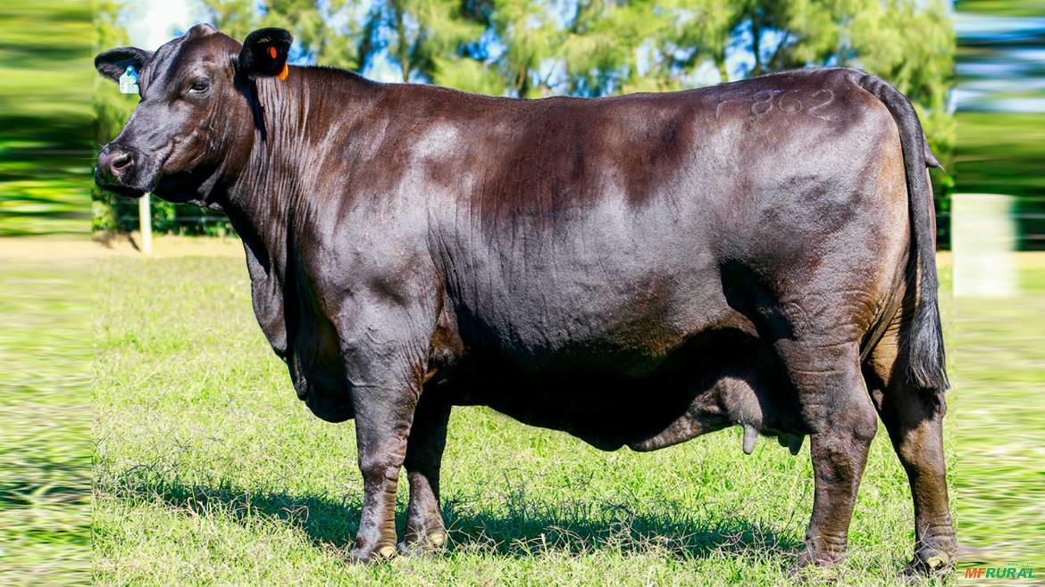 Venda de Touros, Embriões, Novilhas de Alto Valor Genético 721034