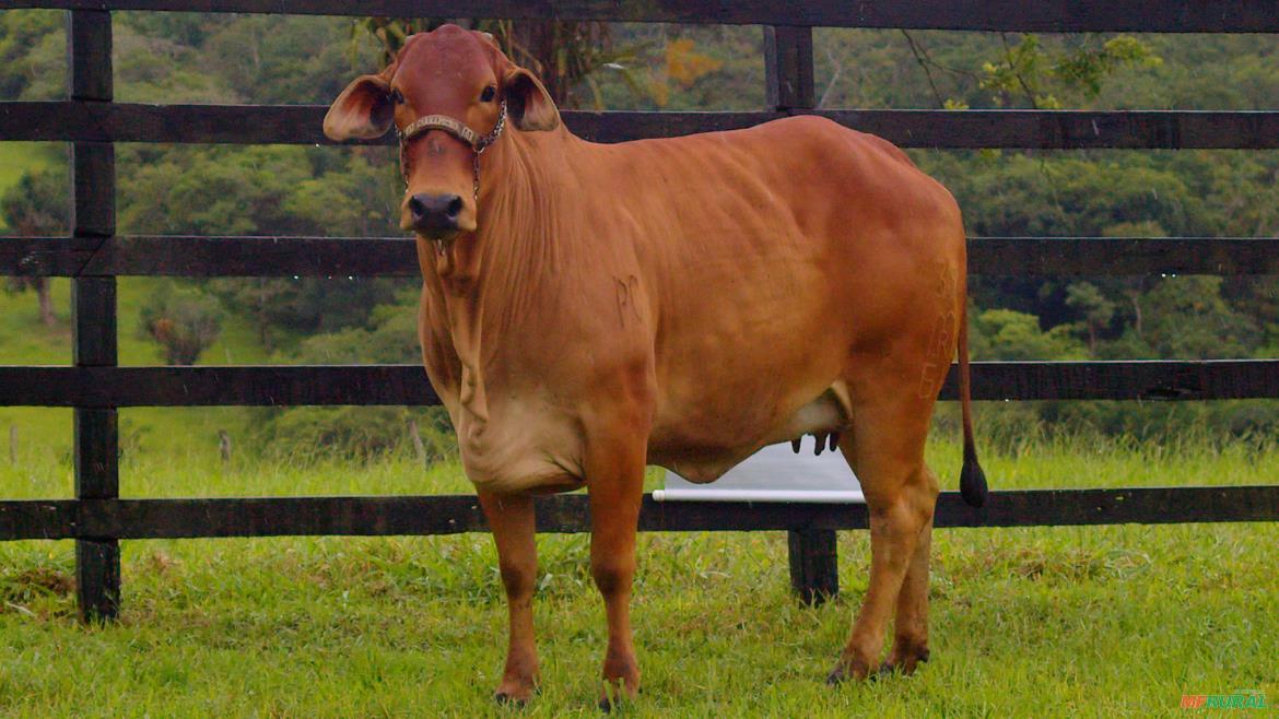 Sindi em Pernambuco à venda com preço