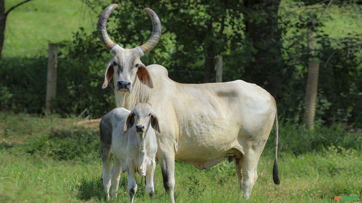 Venda de Vacas Paridas E Prenhes, Doadoras, Novilhas E Bezerras. 786418