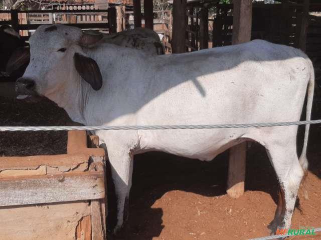 Vaca Gir Leiteira A Prenha em Neves Paulista SP à venda. Compre 436216
