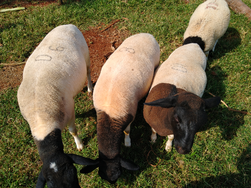 Borregas Pronta | Preço Venda Compra - MF Rural