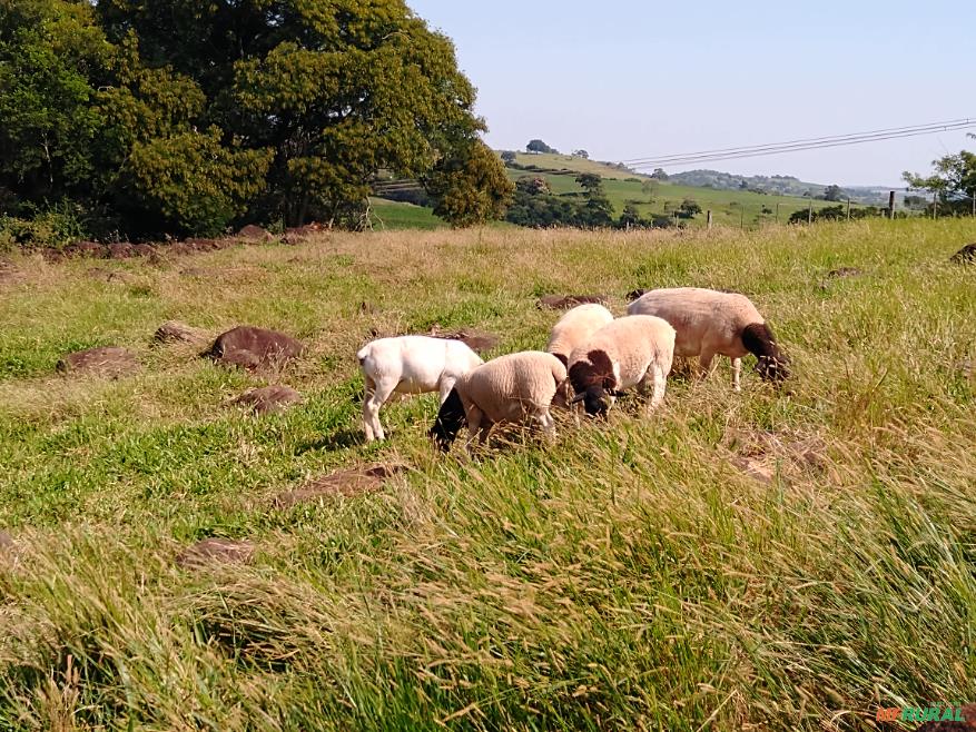 Borregas Dorper 4 Meses em Vera Cruz do Oeste PR à venda. Compre 671581