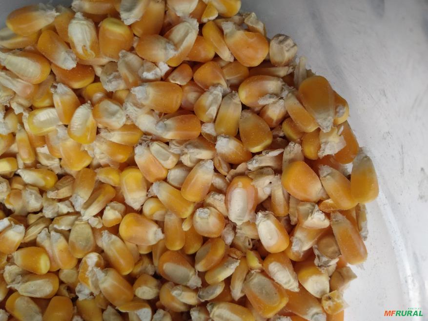 Milho em Entre Rios - BA para Nutrição Animal à venda com preço