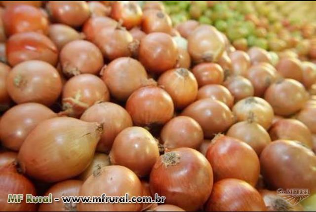 Cebola em Caxias do Sul RS à venda. Compre direto do vendedor 196507