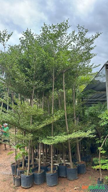 Mudas Copas | Preço Venda Compra - MF Rural