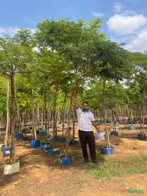 Medios em Minas Gerais | Preço Venda Compra - MF Rural