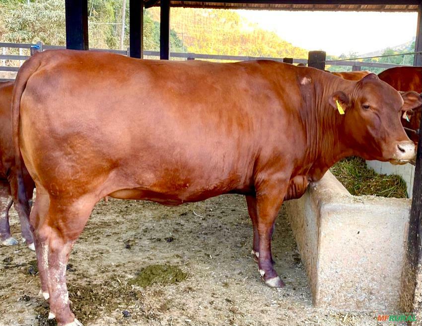 Raca Tourinho | Preço Venda Compra - MF Rural