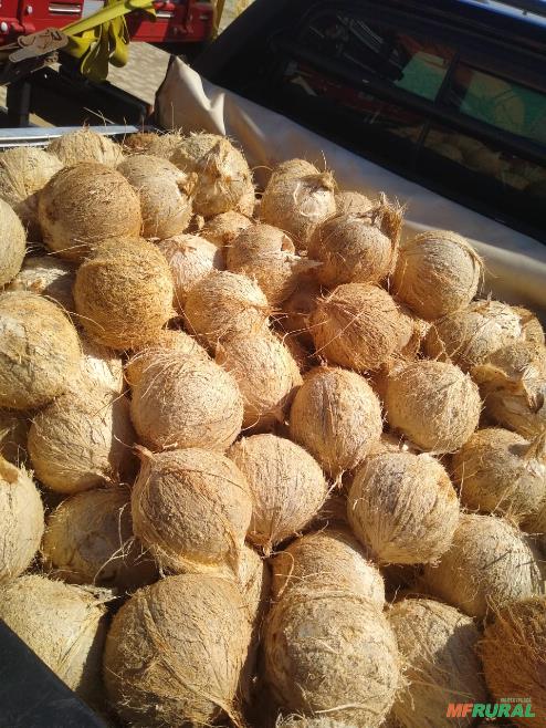 Coco Seco em Paraipaba CE à venda. Compre direto do vendedor 438900