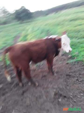 Tourinho Hereford em Paverama RS à venda. Compre direto 441888