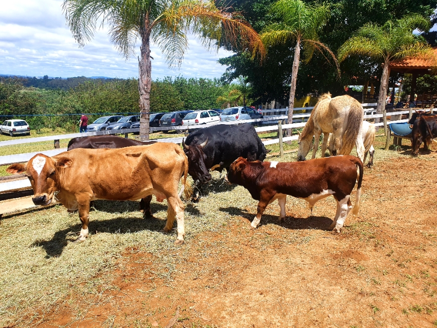 Mini Vac | Preço Venda Compra - MF Rural