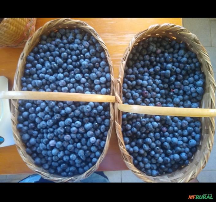 Mirtilo Blueberry | Preço Venda Compra - MF Rural
