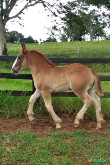 Bretão em São Paulo à venda com preço