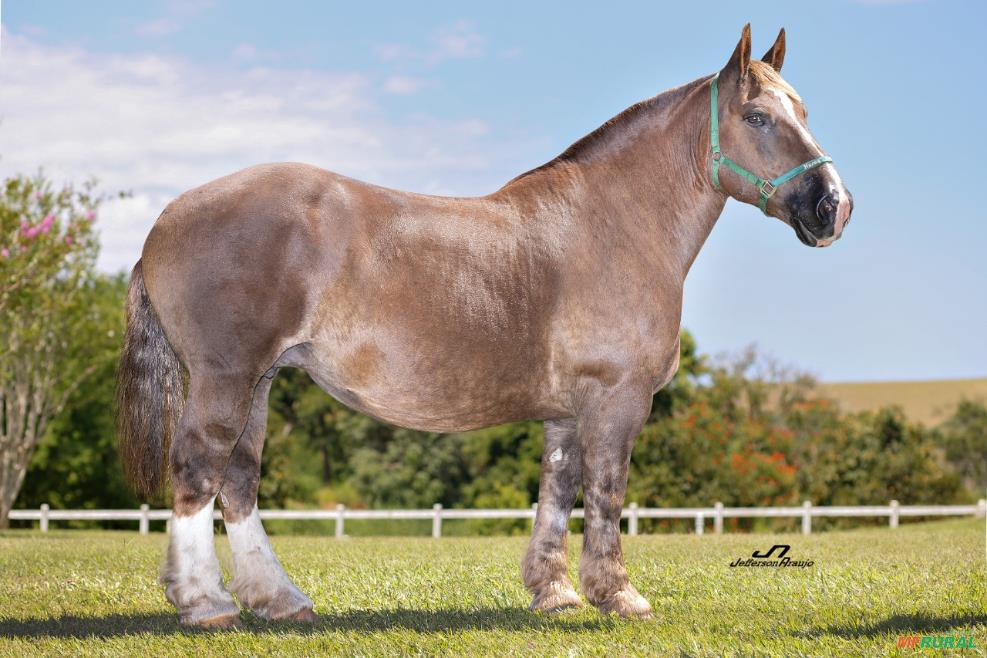 Bretão à venda com preço