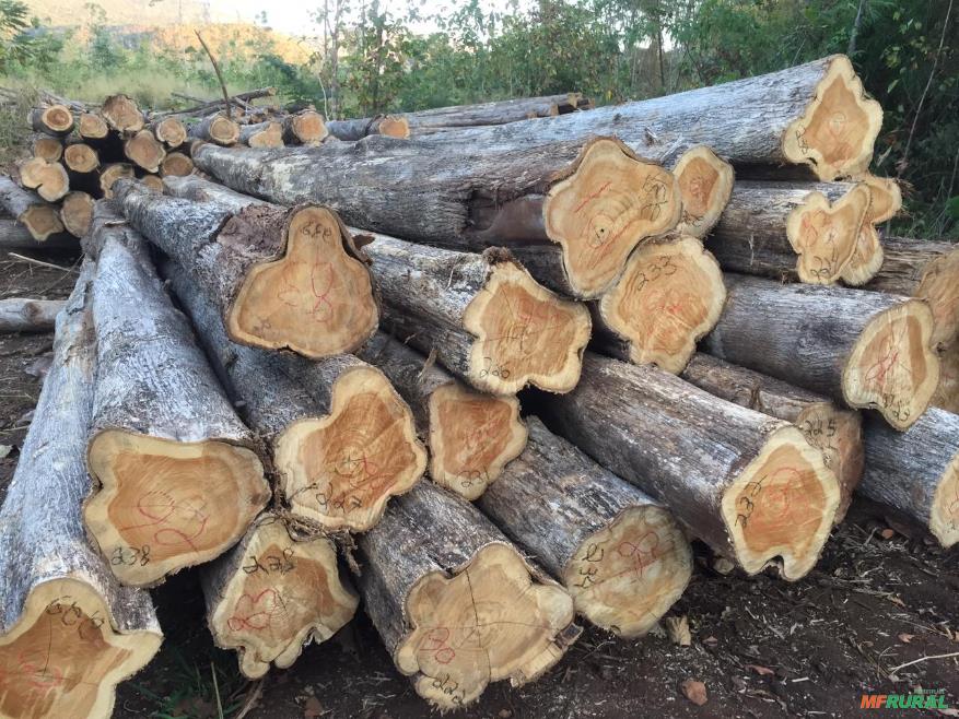Tora Madeira Teca | Preço Venda Compra - MF Rural