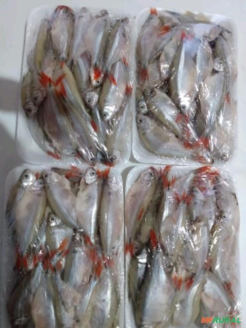 Lambari Peixe | Preço Venda Compra - MF Rural