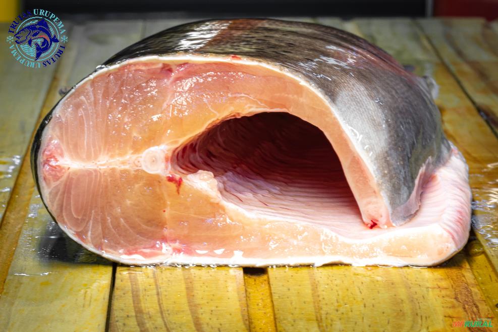 Truta Premium Inteira - Grande E Extra Grande em Urupema SC à 445303