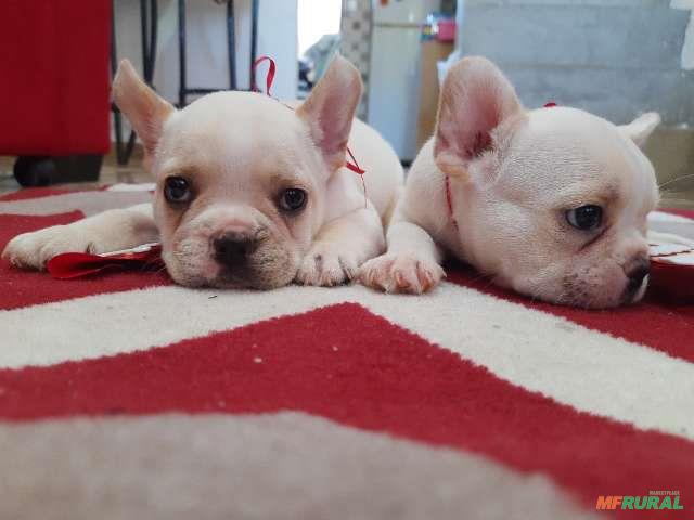 Vendo Filhotes de Bulldog Francês em Olinda PE à venda. Compre 446822