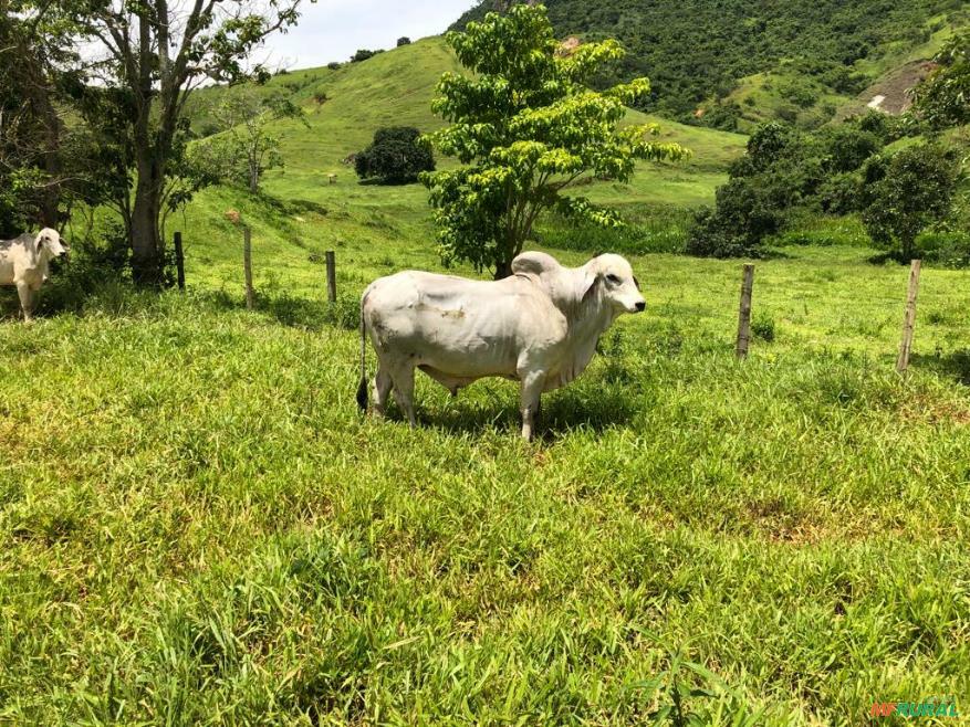 Tourinho em Ubá MG à venda. Compre direto do vendedor 704006