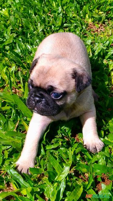 Filhotes Pug | Preço Venda Compra - MF Rural