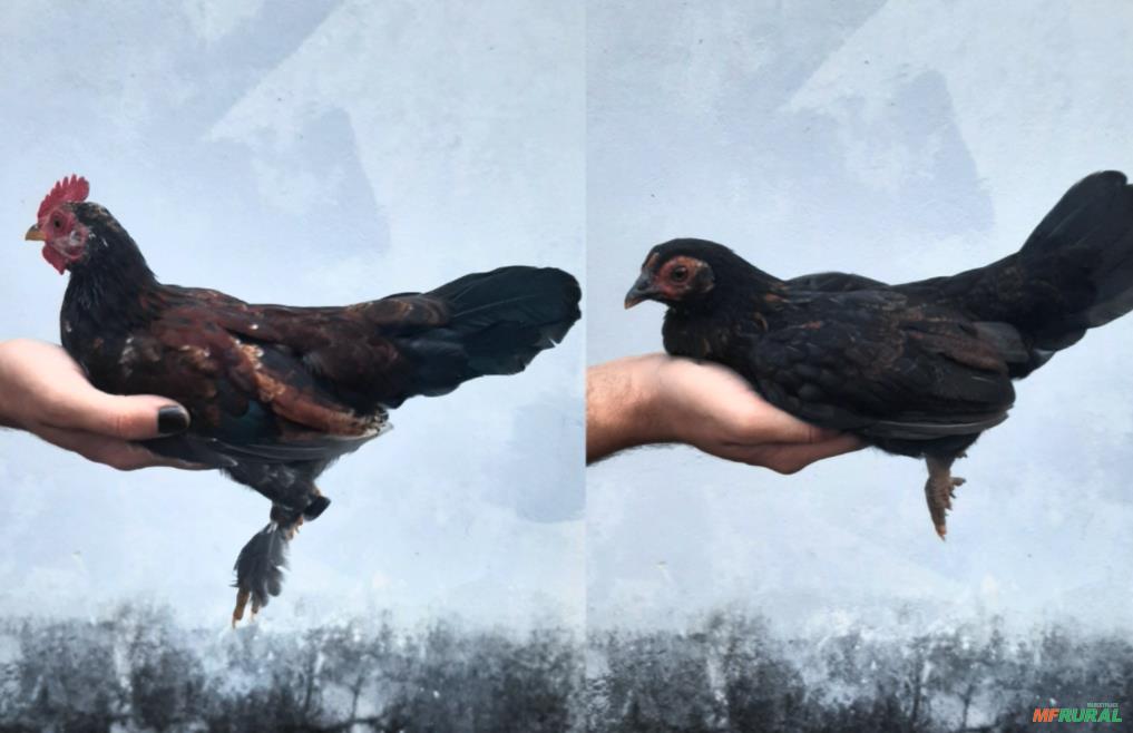 Galinha Garnize | Preço Venda Compra - MF Rural