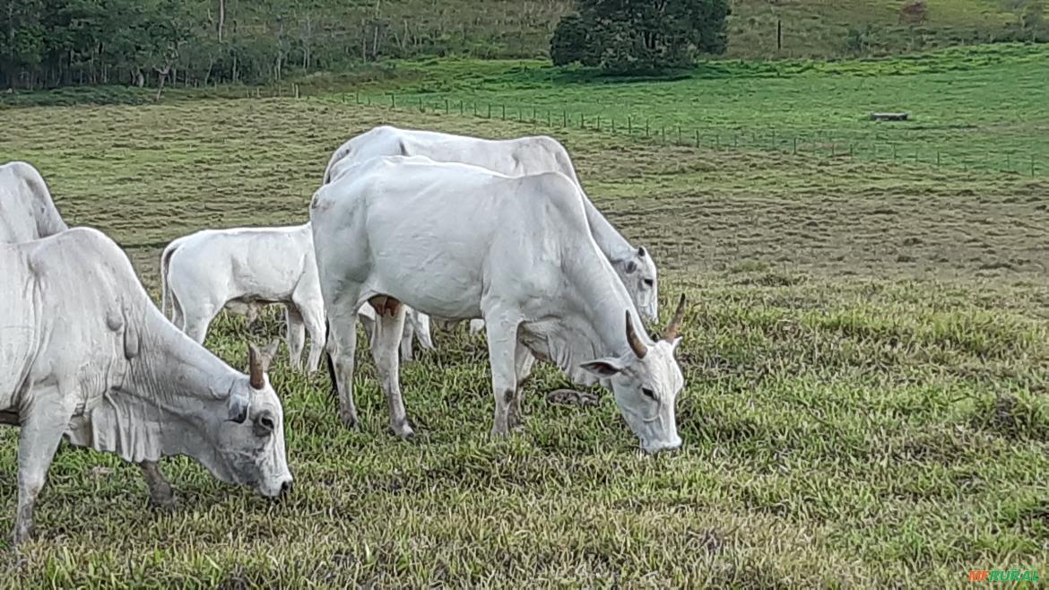 Matriz Nelore Po | Preço Venda Compra - MF Rural