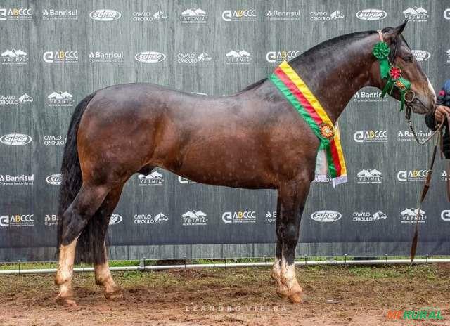Cavalo Crioulo Reprodutor Comprovado em Treinamento ao Freio de 451927