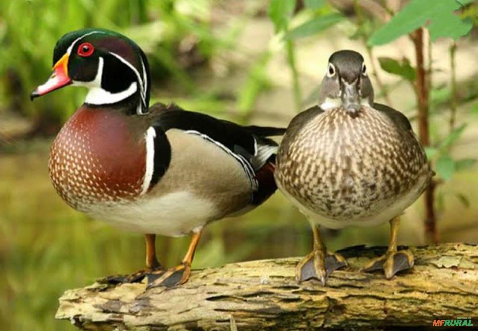Pato Adulto | Preço Venda Compra - MF Rural