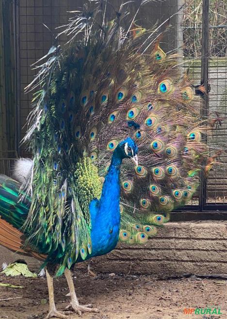 Matrizes de Pavão Azul em Rafard SP à venda. Compre direto 647912