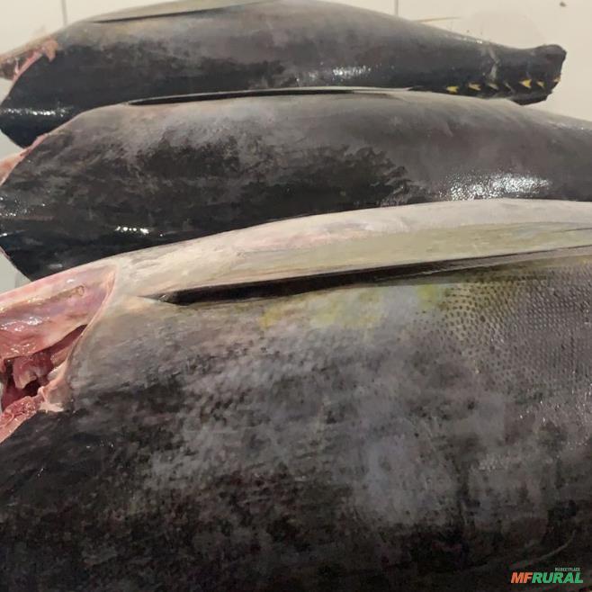 Atum hg Fresco em São José SC à venda. Compre direto do vendedor 592654