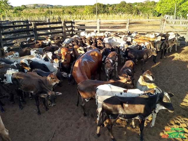 Compro/Procuro Animais no Tocantins à venda com preço