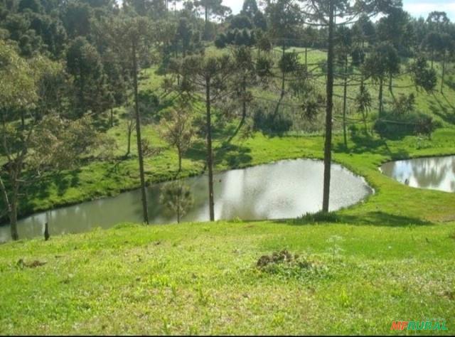 Sítio Dentro da Cidade de Rio Negrinho/Sc em Rio Negrinho SC à 593241