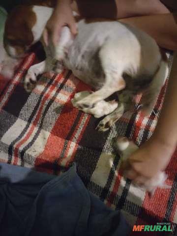 Jack Russo em Campinas SP à venda. Compre direto do vendedor 593308