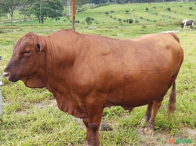 Bezerros Senepol em São Paulo | Preço Venda Compra - MF Rural