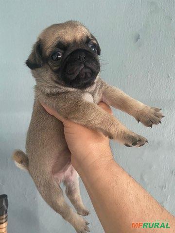 Filhote Pug em Pernambuco - Animais | Preço Venda Compra