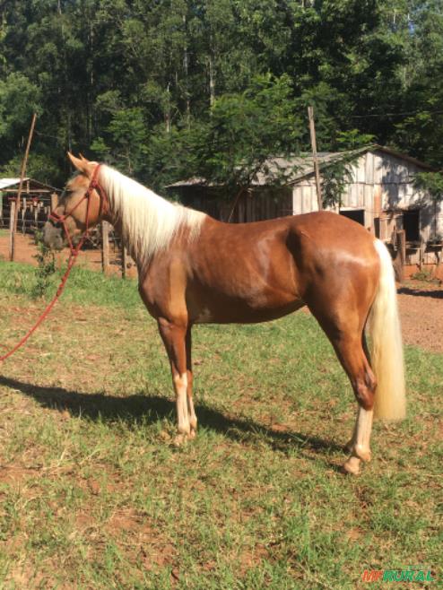 Vendo Potra Domada em Cascavel PR à venda. Compre direto 602140