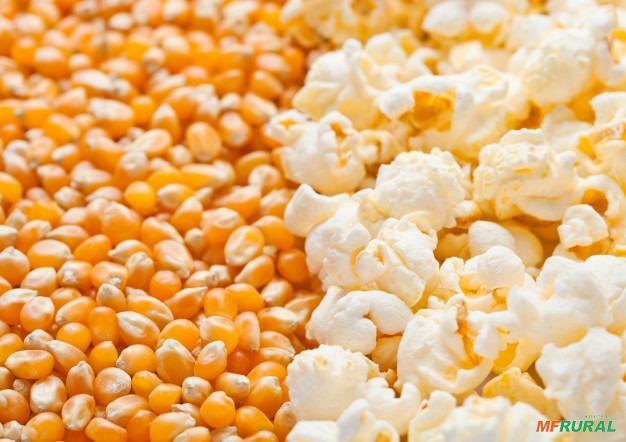 Milho Gmo de Pipoca Para Exportação em Mococa SP à venda. Compre 811402