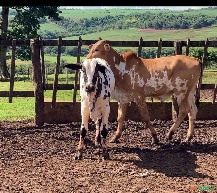 Garrotes Nelore Pintado Po em Uberaba MG à venda. Compre direto 659860