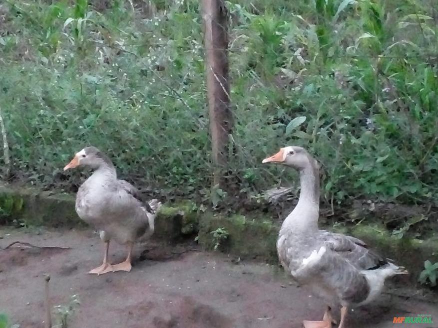 Bode Filhote | Preço Venda Compra - MF Rural