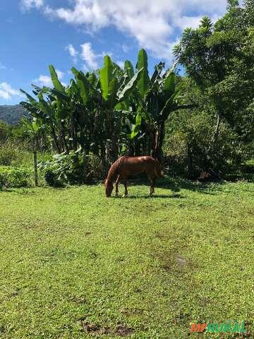 Lindo Campeiro | Preço Venda Compra - MF Rural