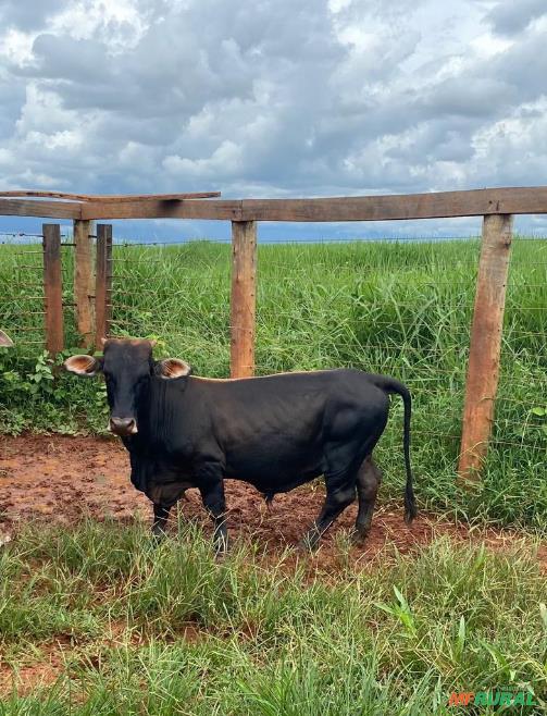 Mini Boi em Bom Jesus do Araguaia MT à venda. Compre direto 604474