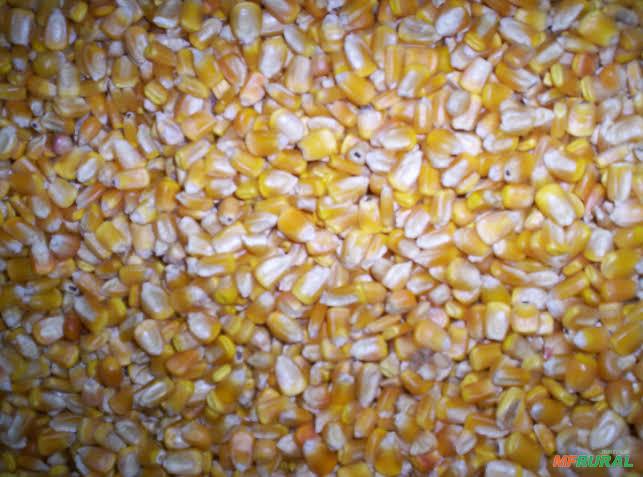 Milho Grão em Central - BA à venda com preço