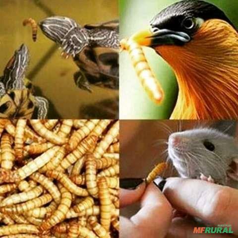 Tenébrio em Birigüi - SP à venda com preço