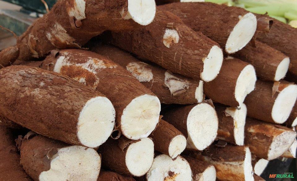 Mandioca Brava à venda com preço