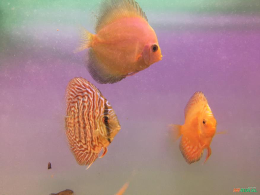 Peixe Acará Disco em Magé RJ à venda. Compre direto do vendedor 608746