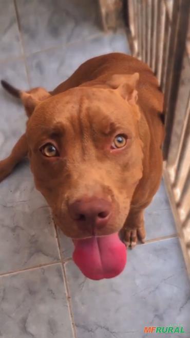 Contas my Singing Monster A Vend | Preço Venda Compra - MF Rural