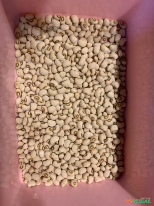 Vendo Caupi | Preço Venda Compra - MF Rural