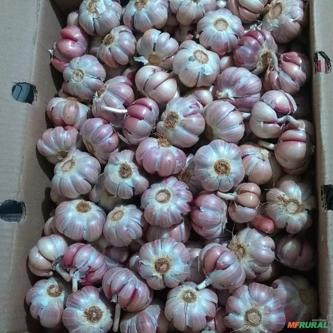 Alho Roxo Brasileiro Caixa 10 kg Classe Nobre em São Paulo SP à 610812