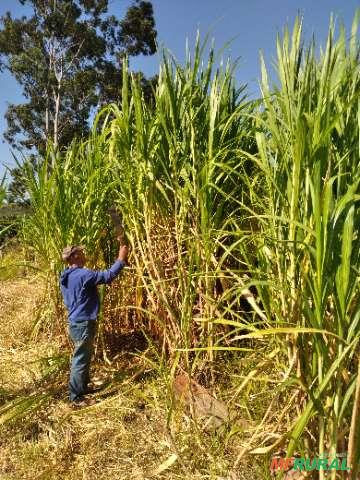Capim-Açu em Jandaia do Sul PR à venda. Compre direto do vendedor 612471