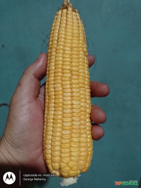 Silagem de Milho Com Grãos em Franca SP à venda. Compre direto 774058